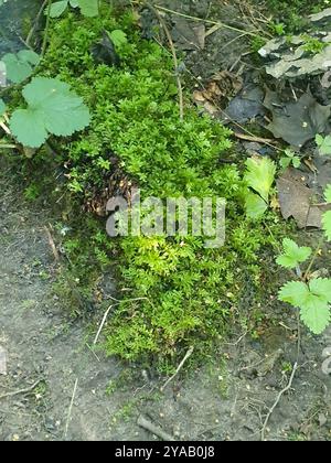 Palm-tree Moss (Plagiomnium undulatum) Plantae Stock Photo - Alamy