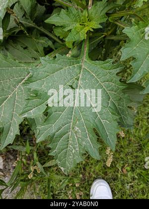 apple-of-Peru (Nicandra physalodes) Plantae Stock Photo - Alamy