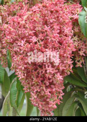 African Redwood (Hagenia abyssinica Stock Photo - Alamy