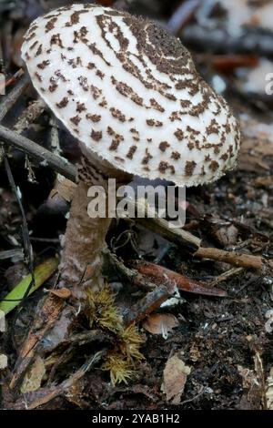 cat dapperling (Lepiota felina) Fungi Stock Photo - Alamy