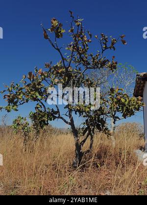 Sandpaper tree (Curatella americana) Plantae Stock Photo - Alamy