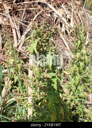 red pigweed (Oxybasis rubra) Plantae Stock Photo - Alamy