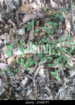 common dittany (Cunila origanoides), Plantae, Fox Chase, KY 40165, USA ...