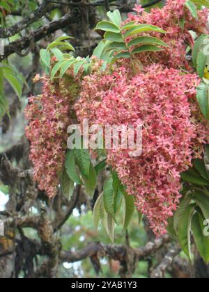 African Redwood (Hagenia abyssinica) Plantae Stock Photo - Alamy
