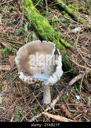 Western Grisette (Amanita pachycolea) Fungi Stock Photo - Alamy
