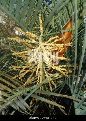 (Butia archeri) Plantae Stock Photo - Alamy