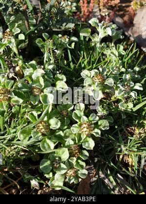 Spoon Leaved Cudweed (Stuartina muelleri) Plantae Stock Photo - Alamy