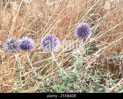(Echinops ritro ruthenicus) Plantae Stock Photo - Alamy