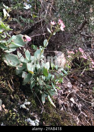 Allegheny stonecrop (Hylotelephium telephioides) Plantae Stock Photo ...