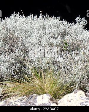 Cushion Bush (Leucophyta brownii), Plantae, Port Campbell National Park ...