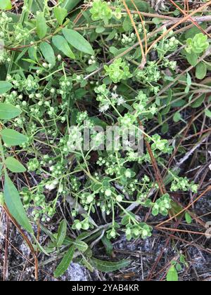 Dixie aster (Sericocarpus tortifolius) Plantae Stock Photo - Alamy
