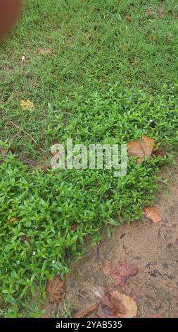 buttonweed (Diodia virginiana) Plantae Stock Photo - Alamy