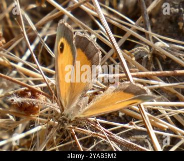 Southern Gatekeeper (Pyronia cecilia) Insecta Stock Photo - Alamy