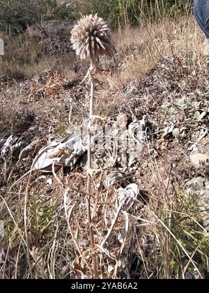 (Echinops ritro ruthenicus) Plantae Stock Photo - Alamy