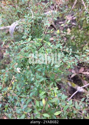 Prickly Currant-Bush (Coprosma quadrifida) Plantae Stock Photo - Alamy