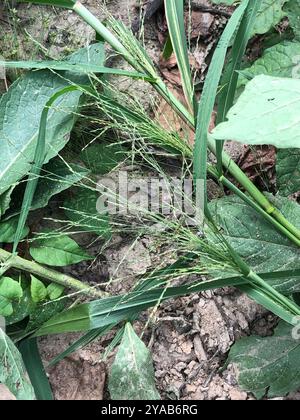 Fall Panic Grass (Panicum dichotomiflorum dichotomiflorum) Plantae ...