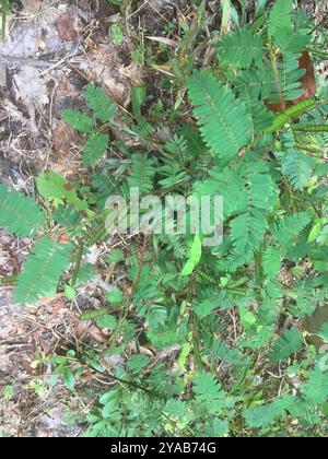 sensitive pea (Chamaecrista nictitans) Plantae Stock Photo - Alamy