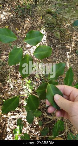 Embelia (Embelia australiana) Plantae Stock Photo - Alamy