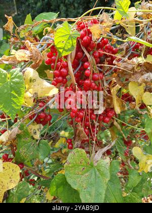 Black Bryony (Dioscorea communis) Plantae Stock Photo - Alamy