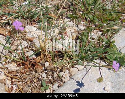 Proliferous Pink (Petrorhagia prolifera) Plantae Stock Photo - Alamy