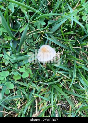 milky conecap (Conocybe apala) Fungi Stock Photo - Alamy