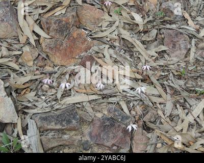 Dusky Fingers (Caladenia fuscata) Plantae Stock Photo - Alamy