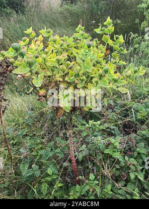 caper spurge (Euphorbia lathyris) Plantae Stock Photo - Alamy