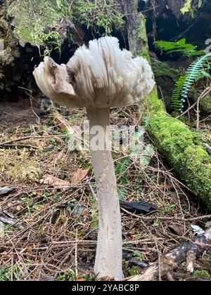Western Grisette (Amanita pachycolea) Fungi Stock Photo - Alamy