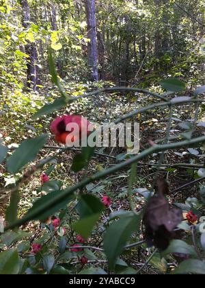 strawberry bush (Euonymus americanus) Plantae Stock Photo - Alamy