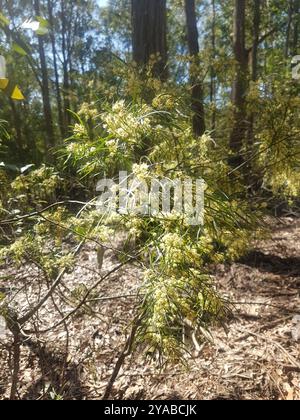 Bower Wattle (Acacia cognata) Plantae Stock Photo - Alamy