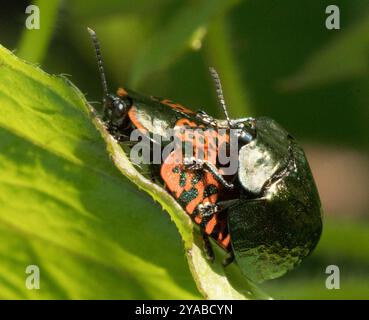 (Stolas lacordairei) Insecta Stock Photo - Alamy