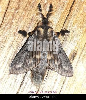 Tolype Moths (Tolype) Insecta Stock Photo - Alamy