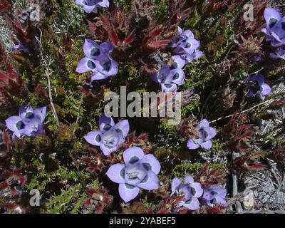 Blackrim Bell (Roella incurva) Plantae Stock Photo - Alamy