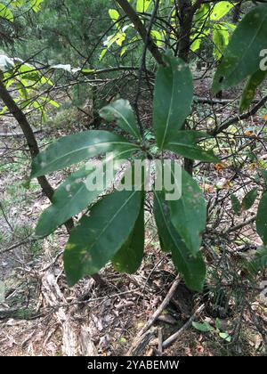shingle oak (Quercus imbricaria) Plantae Stock Photo - Alamy