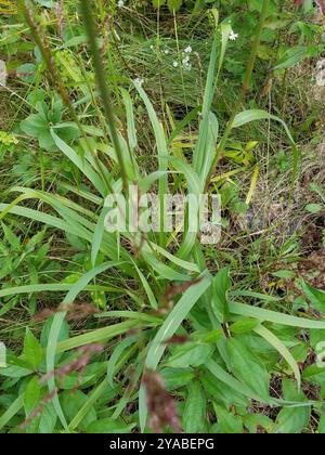purpletop tridens (Tridens flavus) Plantae Stock Photo - Alamy