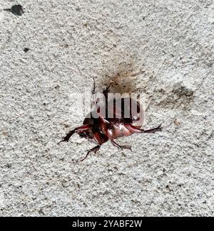 Ox Beetles (Strategus) Insecta Stock Photo - Alamy