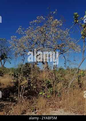 Cagaita (Eugenia dysenterica) Plantae Stock Photo - Alamy