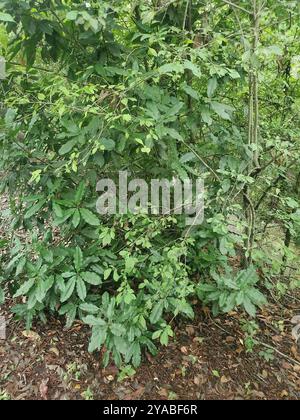 Chinese Photinia (Photinia serratifolia) Plantae Stock Photo - Alamy