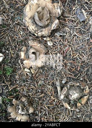 rounded earthstar (Geastrum saccatum), Fungi, Blum Hall, Berkeley, CA ...
