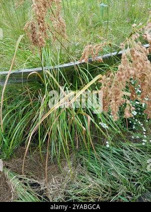 woolgrass (Scirpus cyperinus) Plantae Stock Photo - Alamy