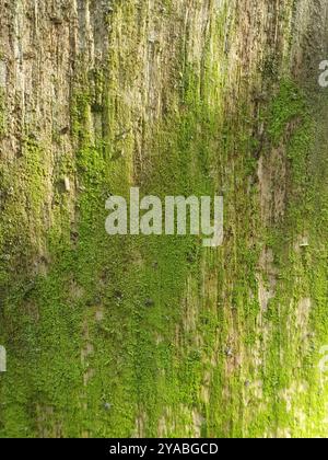 (Desmococcus olivaceus) Plantae Stock Photo - Alamy