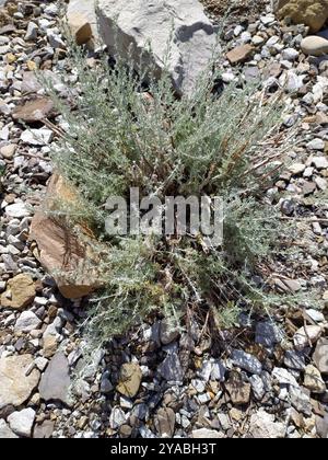 Taurine Wormwood (Artemisia taurica) Plantae Stock Photo - Alamy