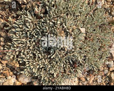 Frosted Buckwheat (Eriogonum incanum), Plantae, Adjacent to Long Lake ...