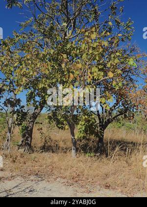 Pekea Nut (Caryocar brasiliense) Plantae Stock Photo - Alamy