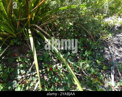Running Postman (Kennedia prostrata) Plantae Stock Photo - Alamy