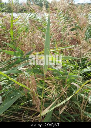 European reed (Phragmites australis australis) Plantae Stock Photo - Alamy