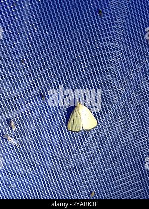 Lemon Moths (Marimatha Stock Photo - Alamy