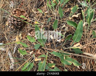 tall woolly wild buckwheat (Eriogonum elatum) Plantae Stock Photo - Alamy