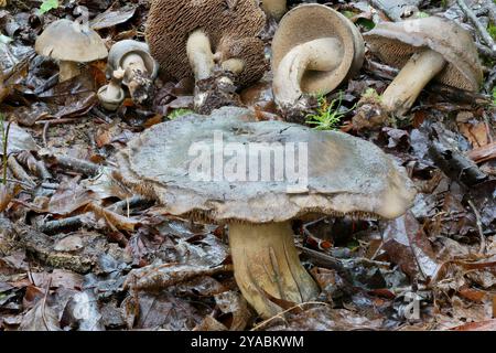 (Neosarcodon atroviridis) Fungi Stock Photo - Alamy