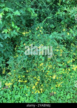 Small Woodland Sunflower (Helianthus microcephalus) Plantae Stock Photo ...